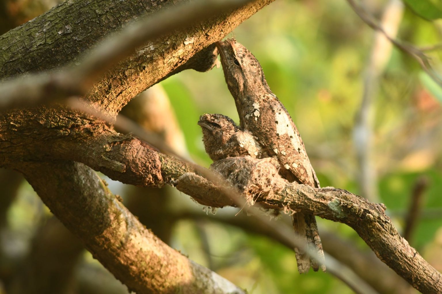 Western Ghats and its Perennial Biodiversity in Goa – Planet Life ...