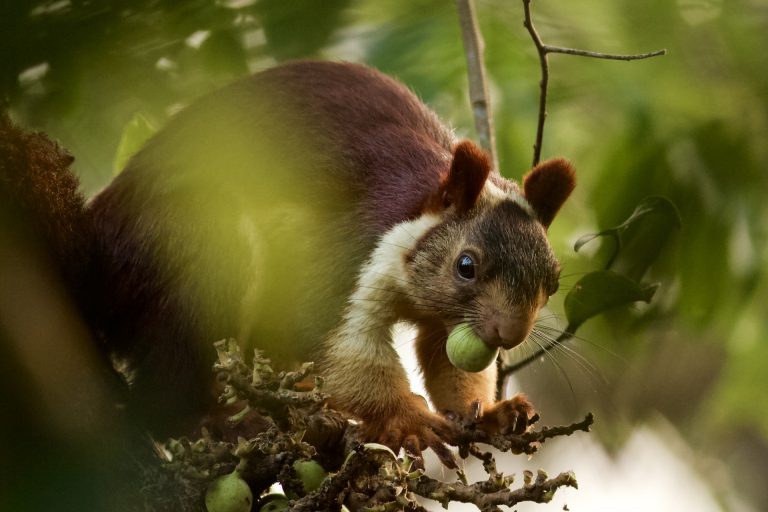 Western Ghats and its Perennial Biodiversity in Goa – Planet Life ...